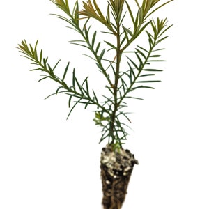 Coast Redwood | Small Tree Seedling | the Jonsteen Company - Etsy