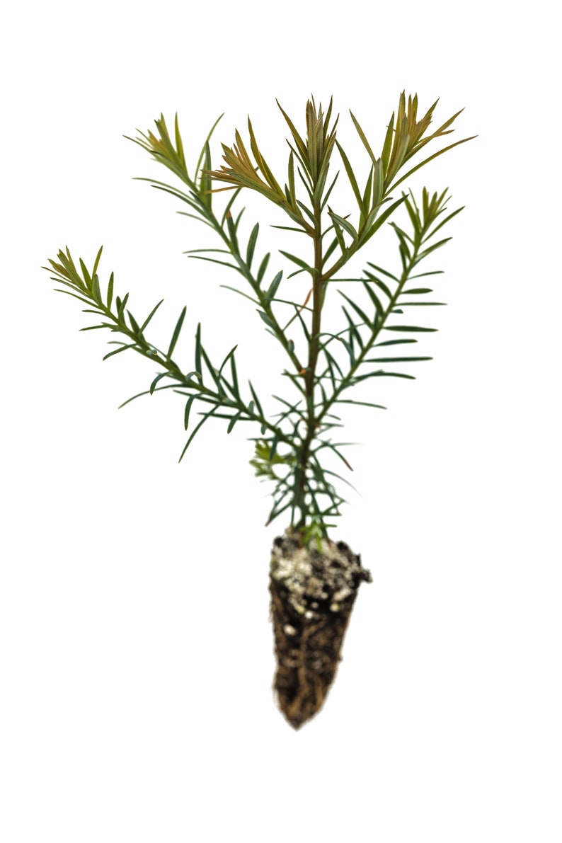 Coast Redwood | Small Tree Seedling | the Jonsteen Company - Etsy