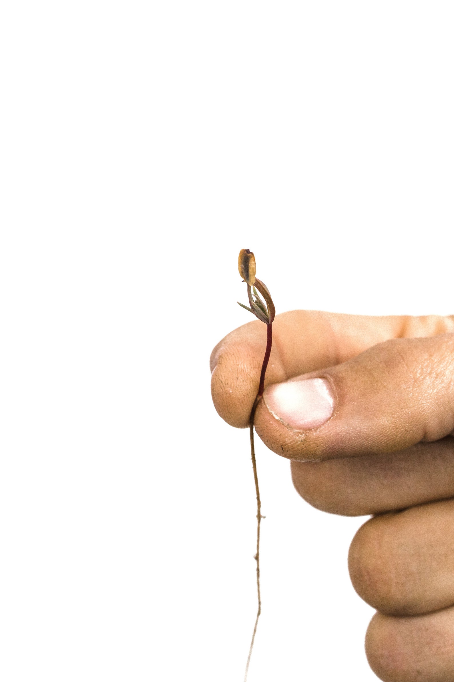 Giant Sequoia | Tree Seed Grow Kit | the Jonsteen Company - Etsy