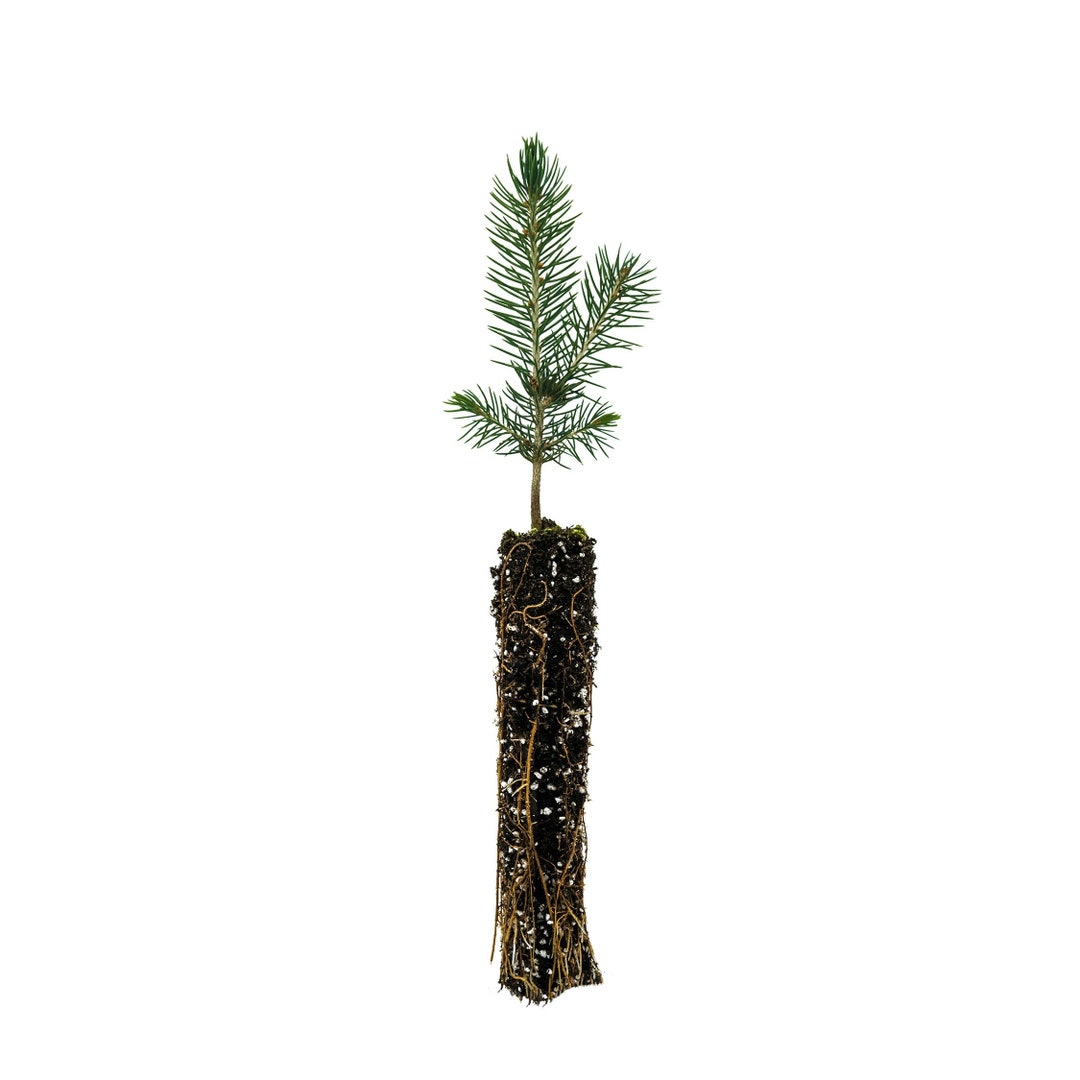 Blue Spruce | Small Tree Seedling | the Jonsteen Company - Etsy