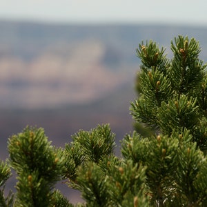 Piñon Pine | Tree Seed Grow Kit | the Jonsteen Company - Etsy