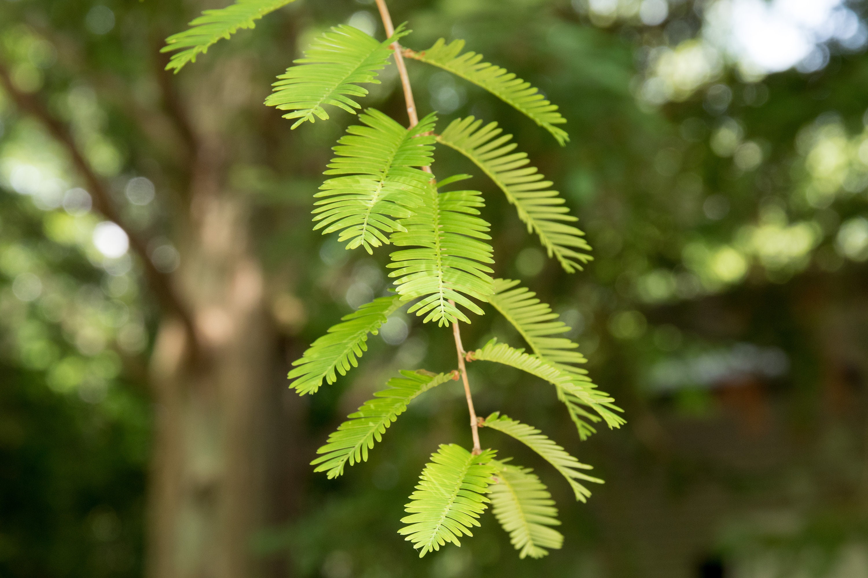 Jurassic Dawn Redwood Tree Seed Grow Kit The Jonsteen | Etsy