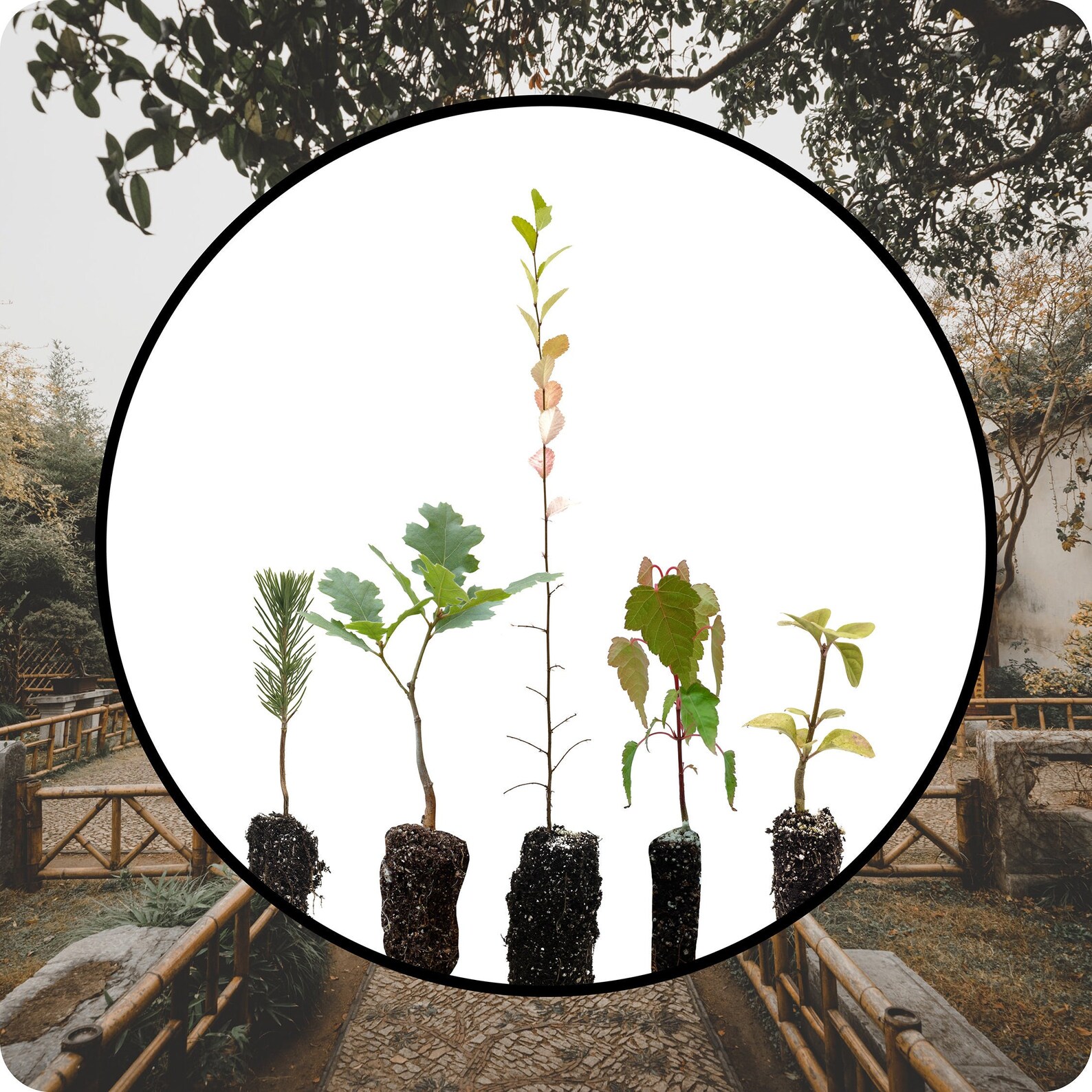 Bonsai Tree Bundle Collection of 5 Tree Seedlings the | Etsy