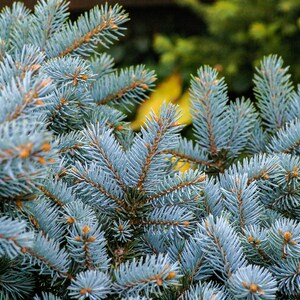 Blue Spruce | Small Tree Seedling | the Jonsteen Company - Etsy