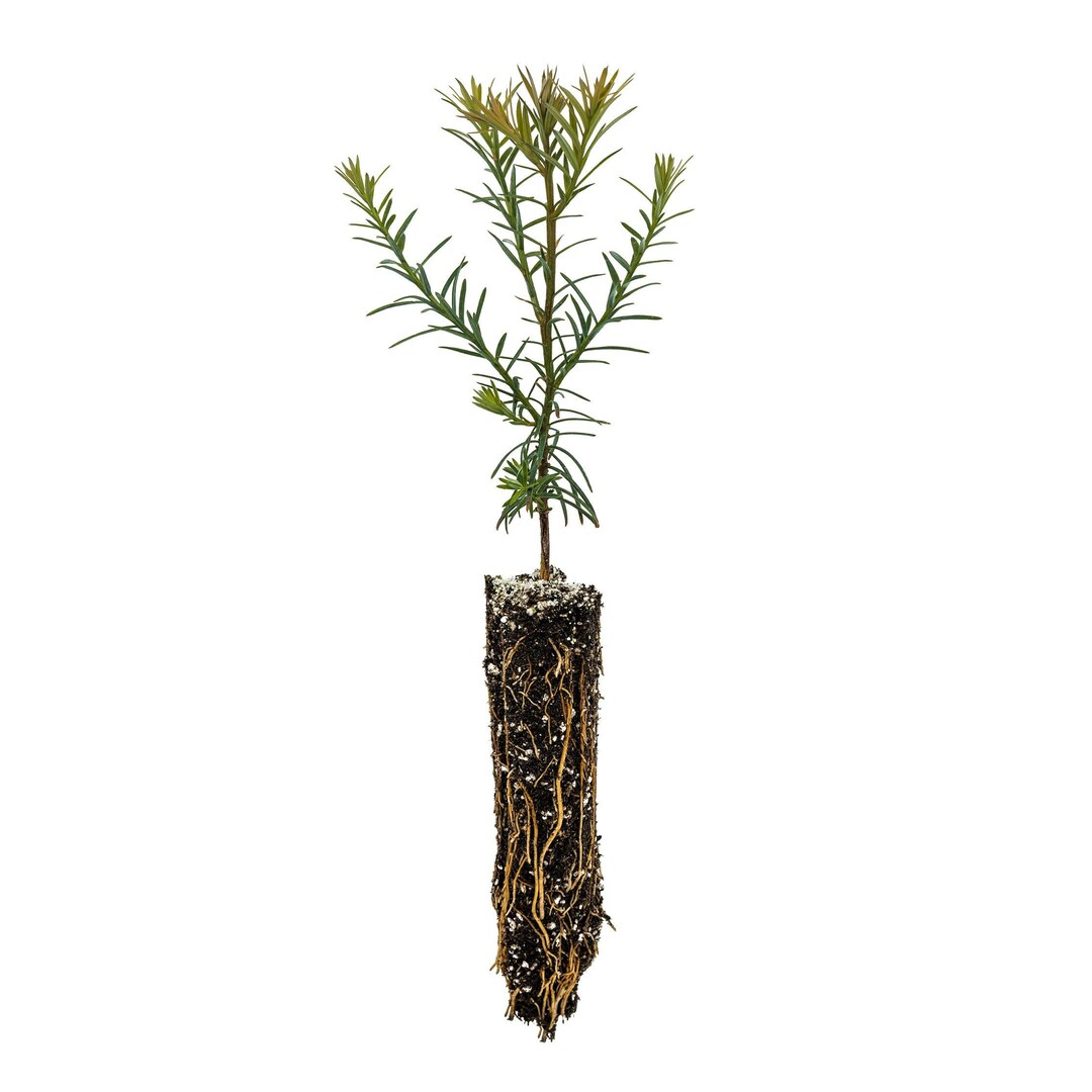 Coast Redwood | Small Tree Seedling | the Jonsteen Company - Etsy
