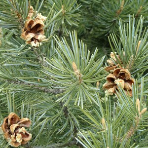 Piñon Pine | Tree Seed Grow Kit | the Jonsteen Company - Etsy