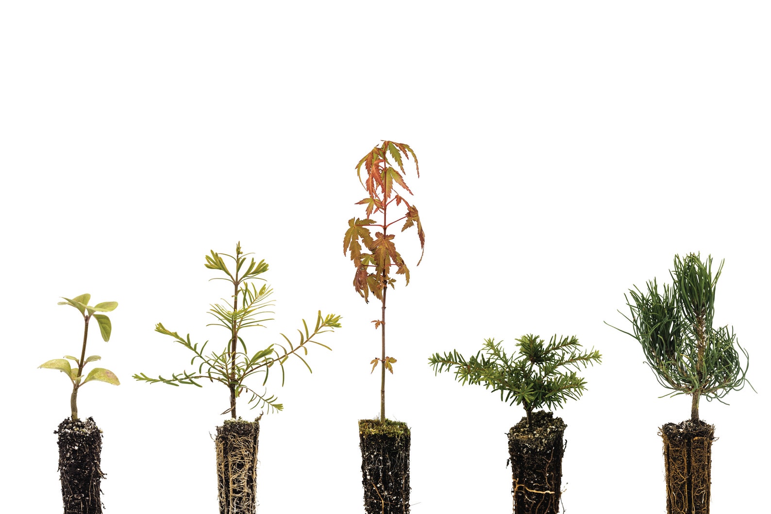 Bonsai Tree Bundle Collection of 5 Tree Seedlings the - Etsy