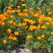 California Poppy Flower Seed Grow Kit the Jonsteen Company - Etsy