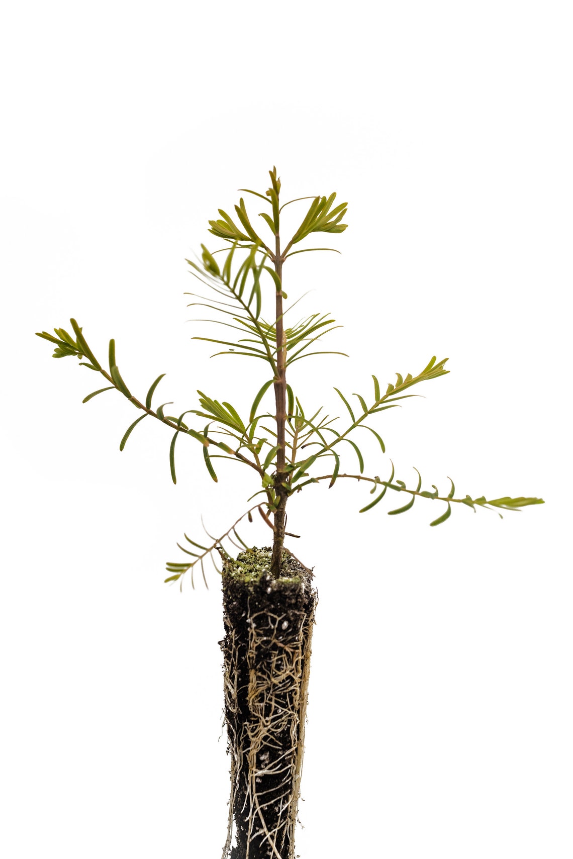 Dawn Redwood Small Tree Seedling the Jonsteen Company - Etsy
