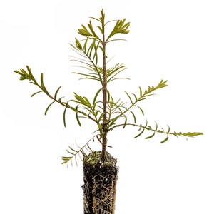 Dawn Redwood | Small Tree Seedling | the Jonsteen Company - Etsy