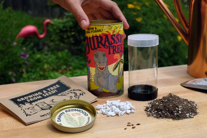 Jurassic Dawn Redwood Tree Seed Grow Kit the Jonsteen - Etsy