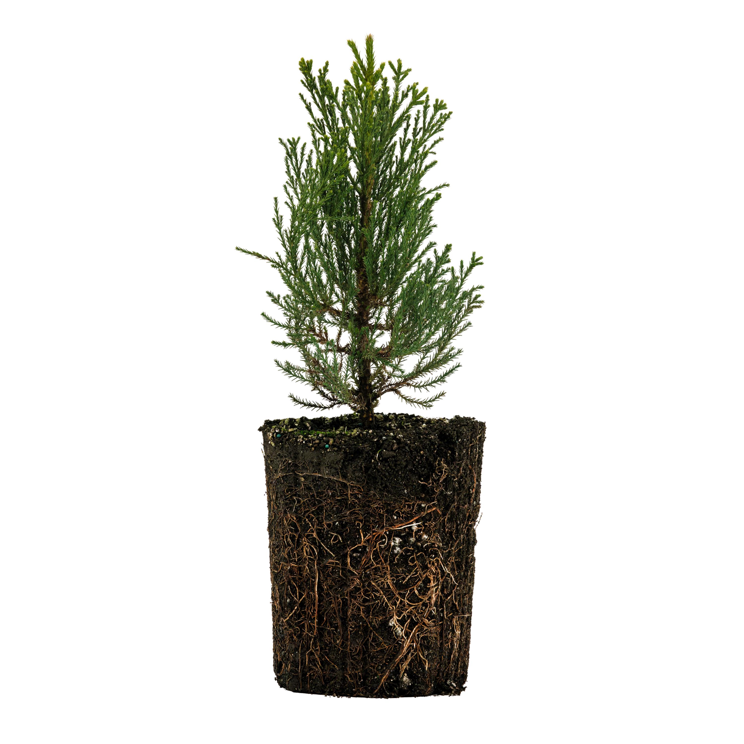 Giant Sequoia | XL Tree Seedling | the Jonsteen Company - Etsy