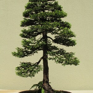 Coast Redwood Small Tree Seedling the Jonsteen Company - Etsy