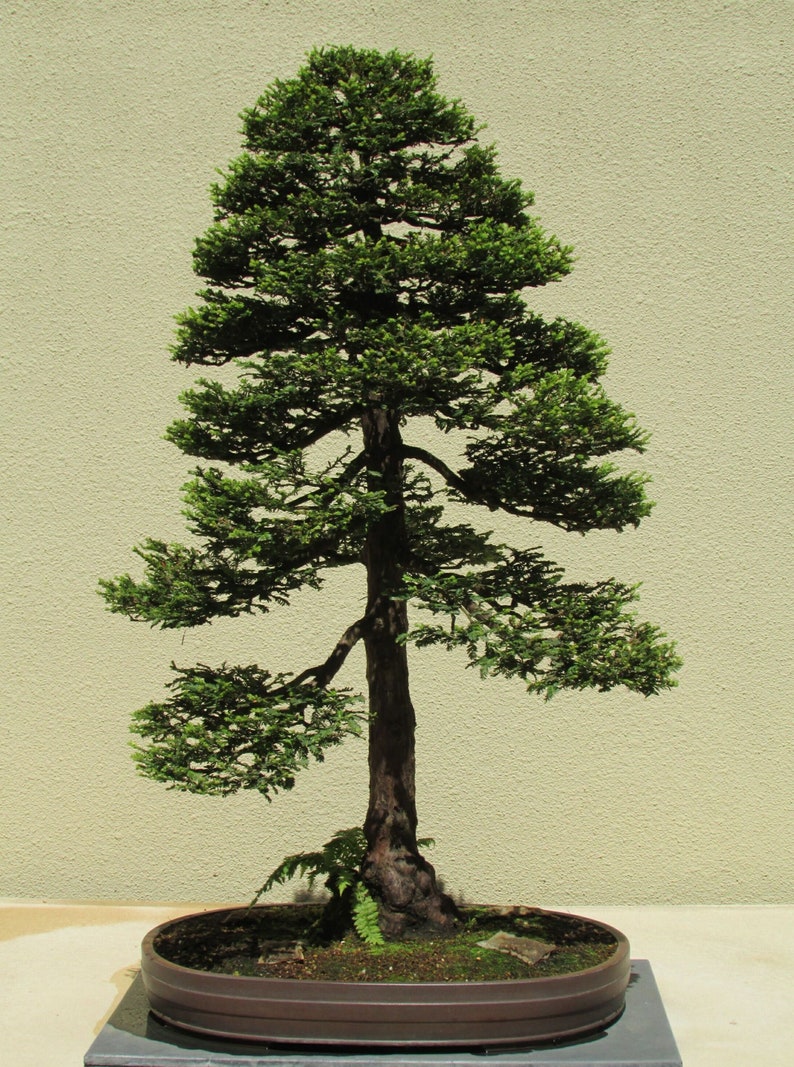 Coast Redwood Small Tree Seedling the Jonsteen Company - Etsy