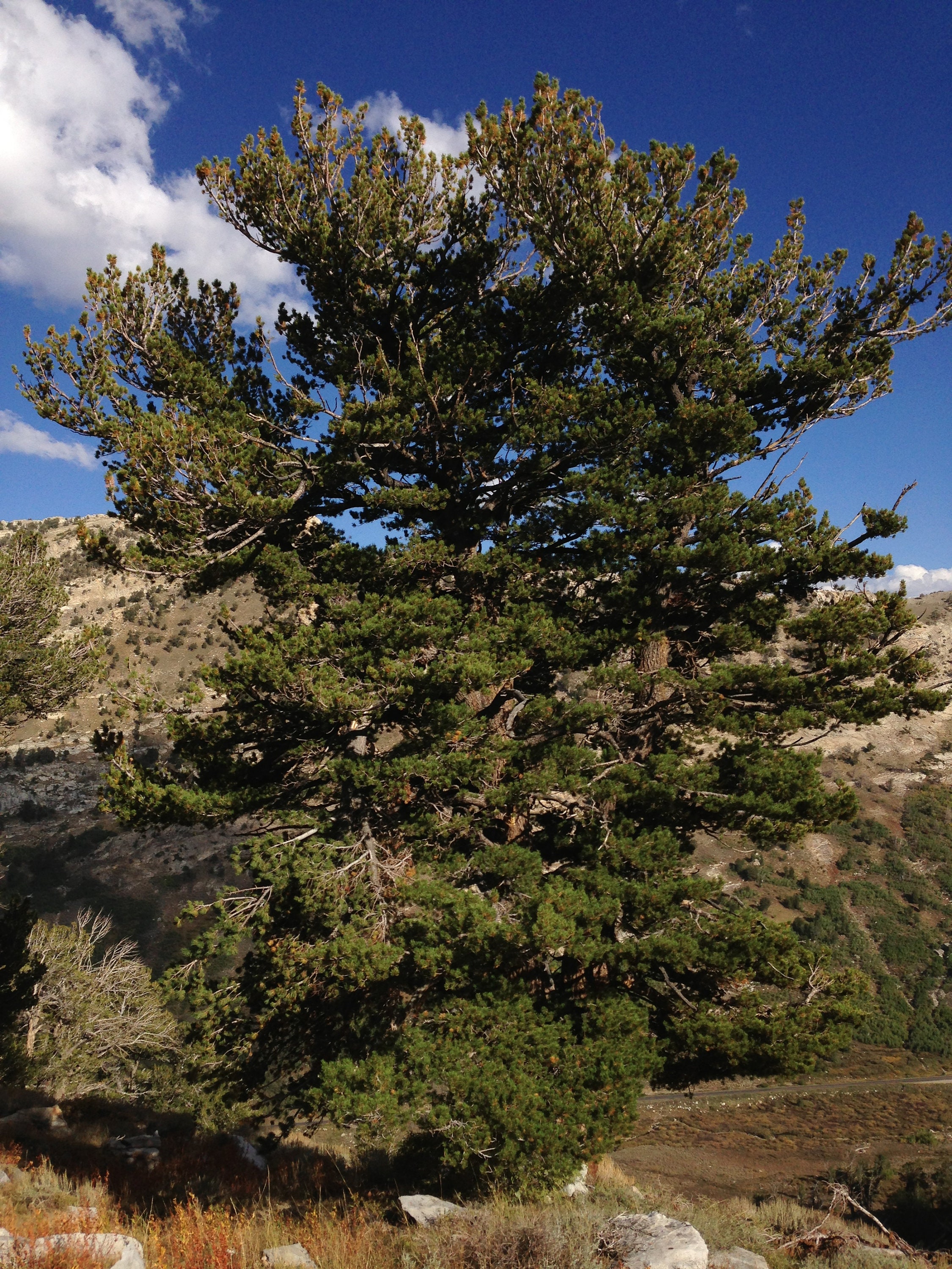 Whitebark Pine | Tree Seed Grow Kit | the Jonsteen Company - Etsy