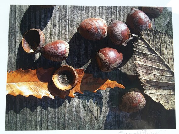Abstract Acorns With Leaves the Flora Collection by Susan A | Etsy