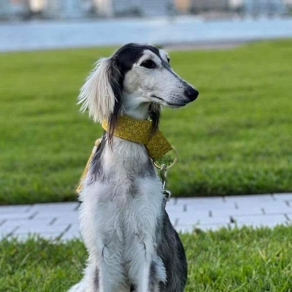 Sighthound Collar - Etsy