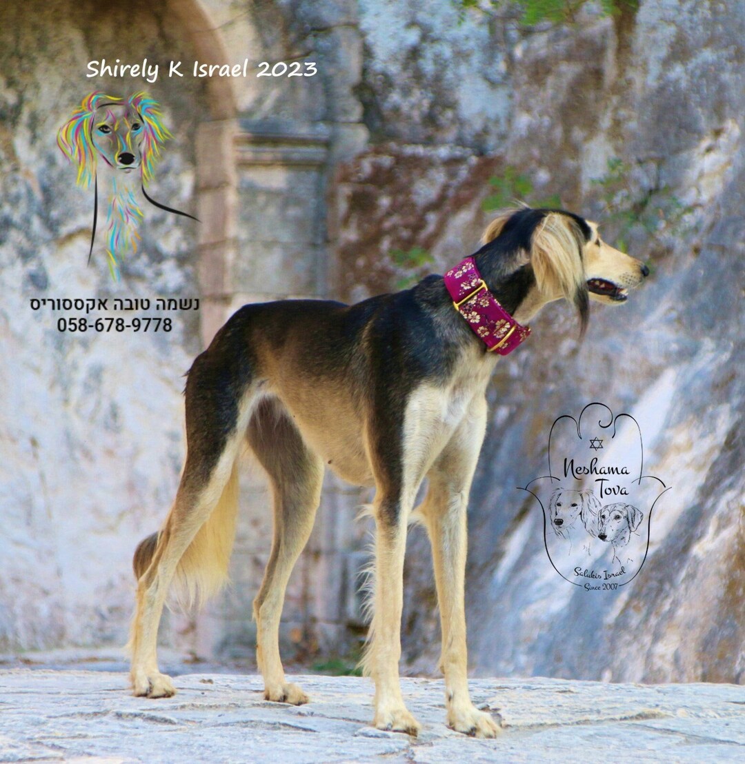 5cm Martingale Collar 2 Sighthound Collar Wide Dog - Etsy