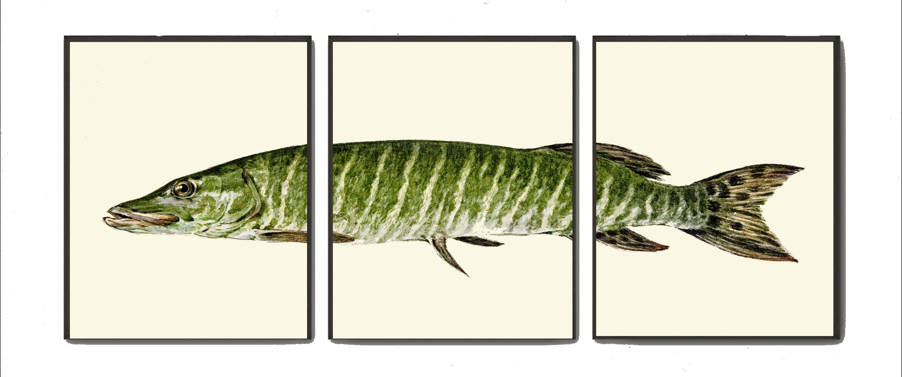 Pike Fish Print SET of 3 Wall Art Beautiful Vintage Antique | Etsy