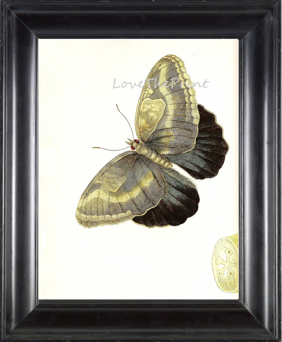 BUTTERFLY PRINT Botanical Art Print 6 Beautiful Antique Ivory Butterfly ...