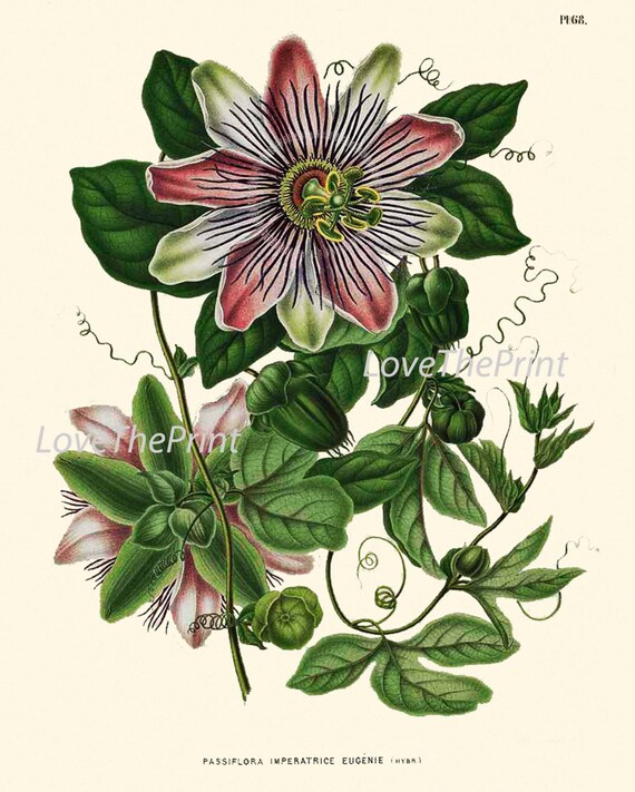 Passion Fruit Flower Drawing
