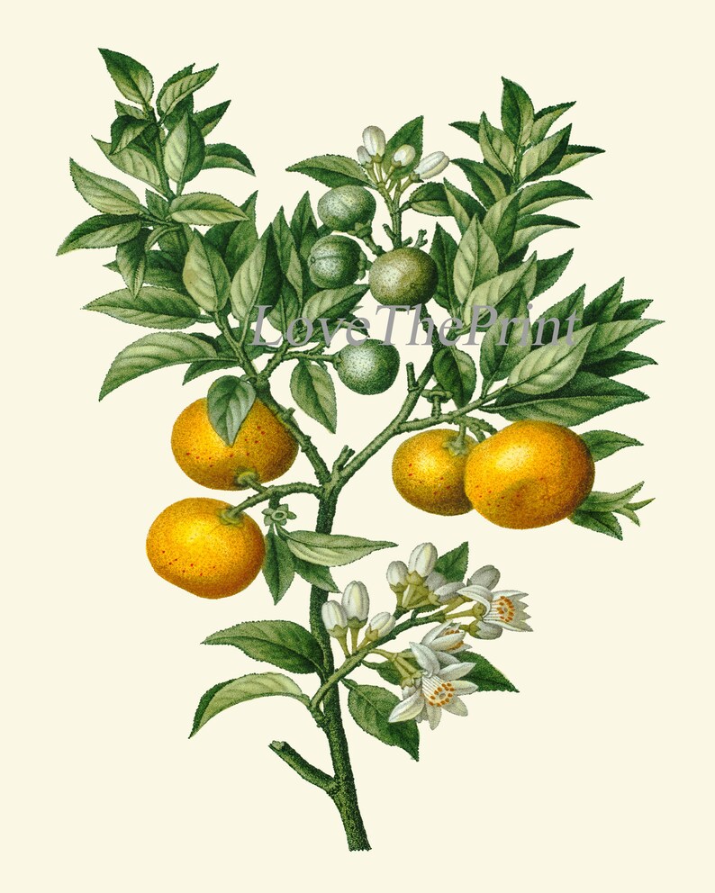 Antique Botanical Print SET of 9 Art Beautiful Citrus Fruit - Etsy