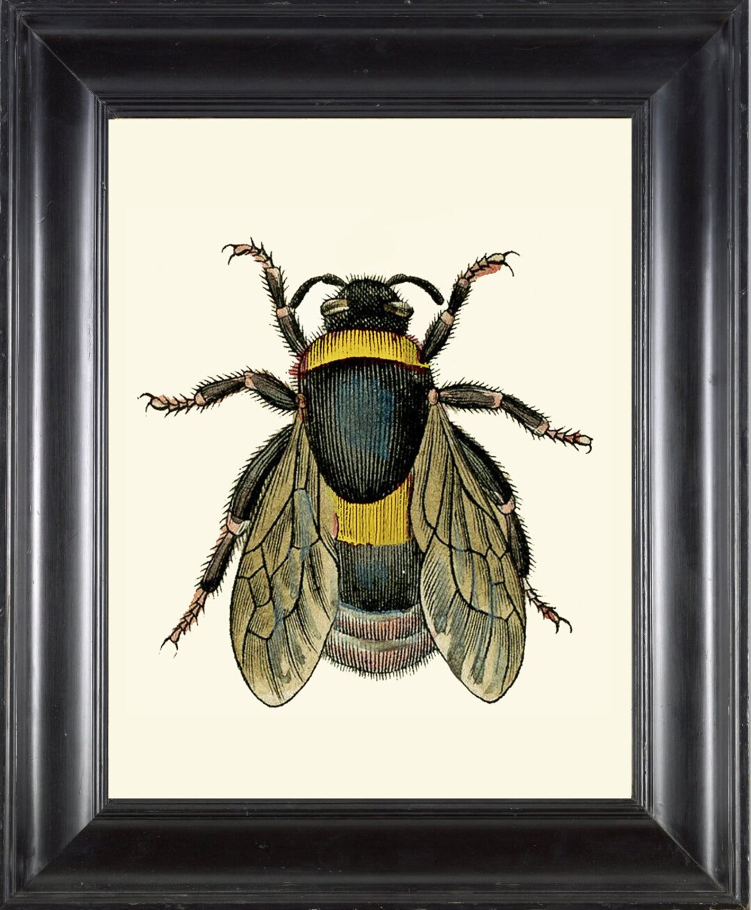 Bumblebee Bumble Bee Print Wall Art 14 Beautiful Insect Vintage ...