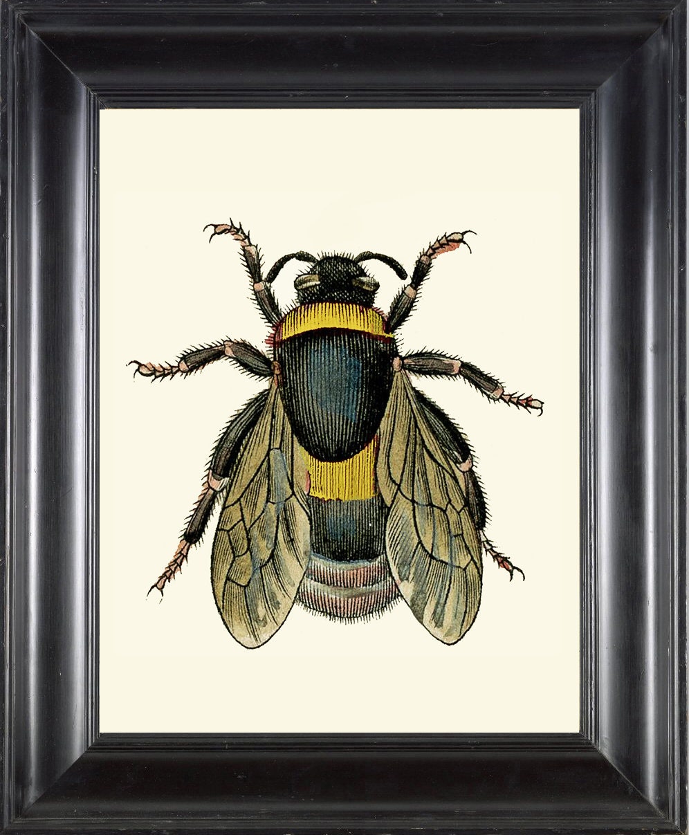 Bumblebee Bumble Bee Print Wall Art 14 Beautiful Insect - Etsy