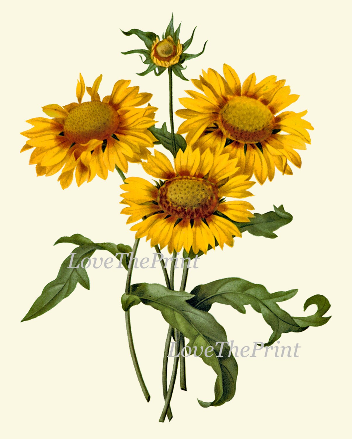 Botanical Print Set of 3 Art Redoute Antique Beautiful Yellow - Etsy