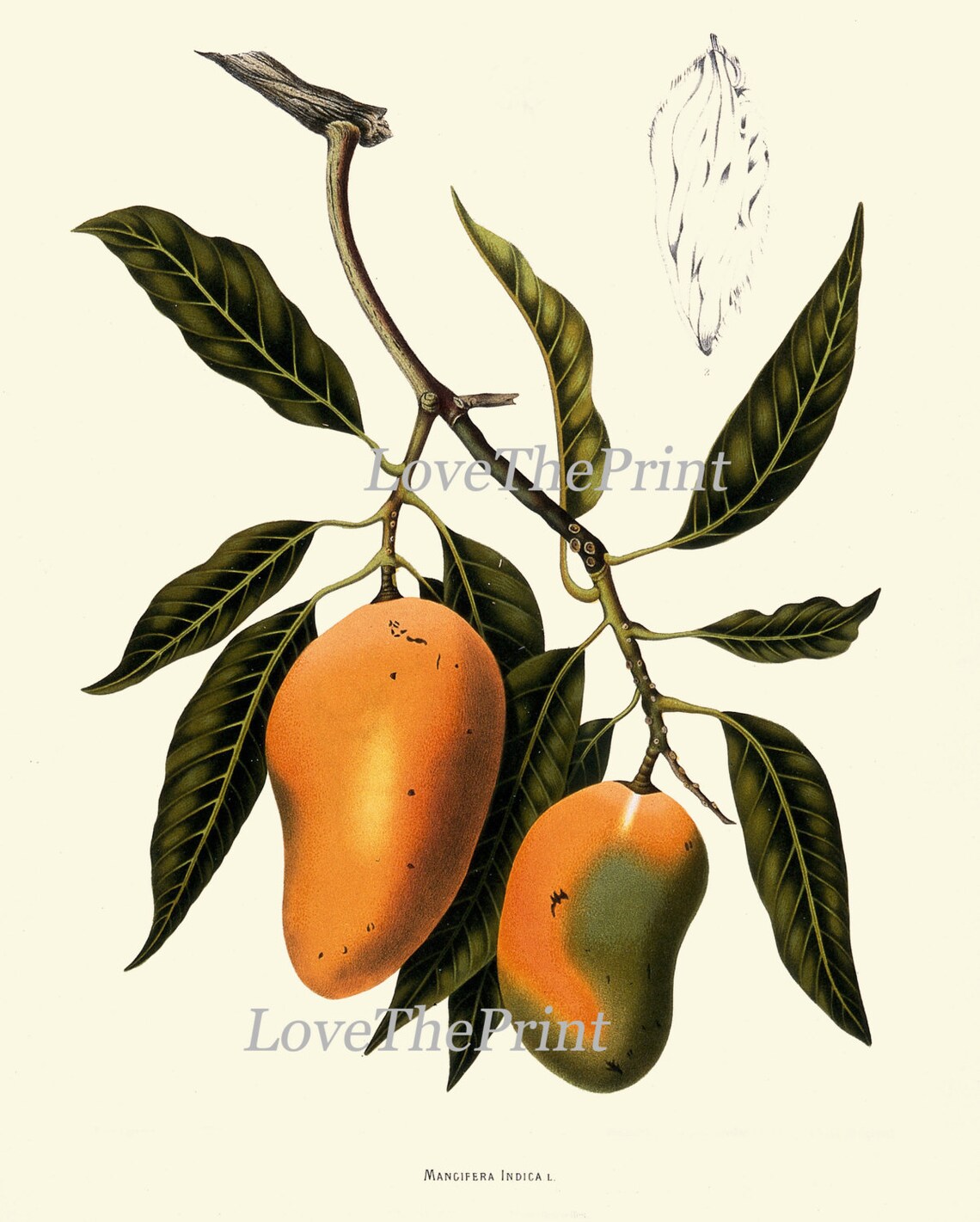 Mango Fruit Art Print 33 Botanical Beautiful Tree Plant | Etsy