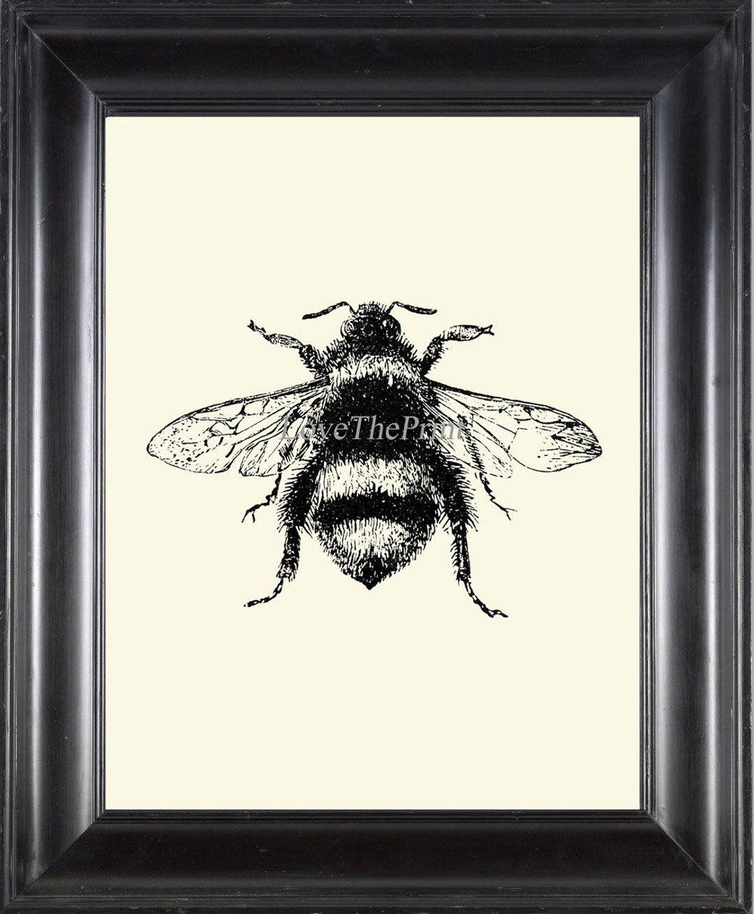 Bumblebee Bumble Bee Print Wall Art PR2 Beautiful Insect Vintage Black ...