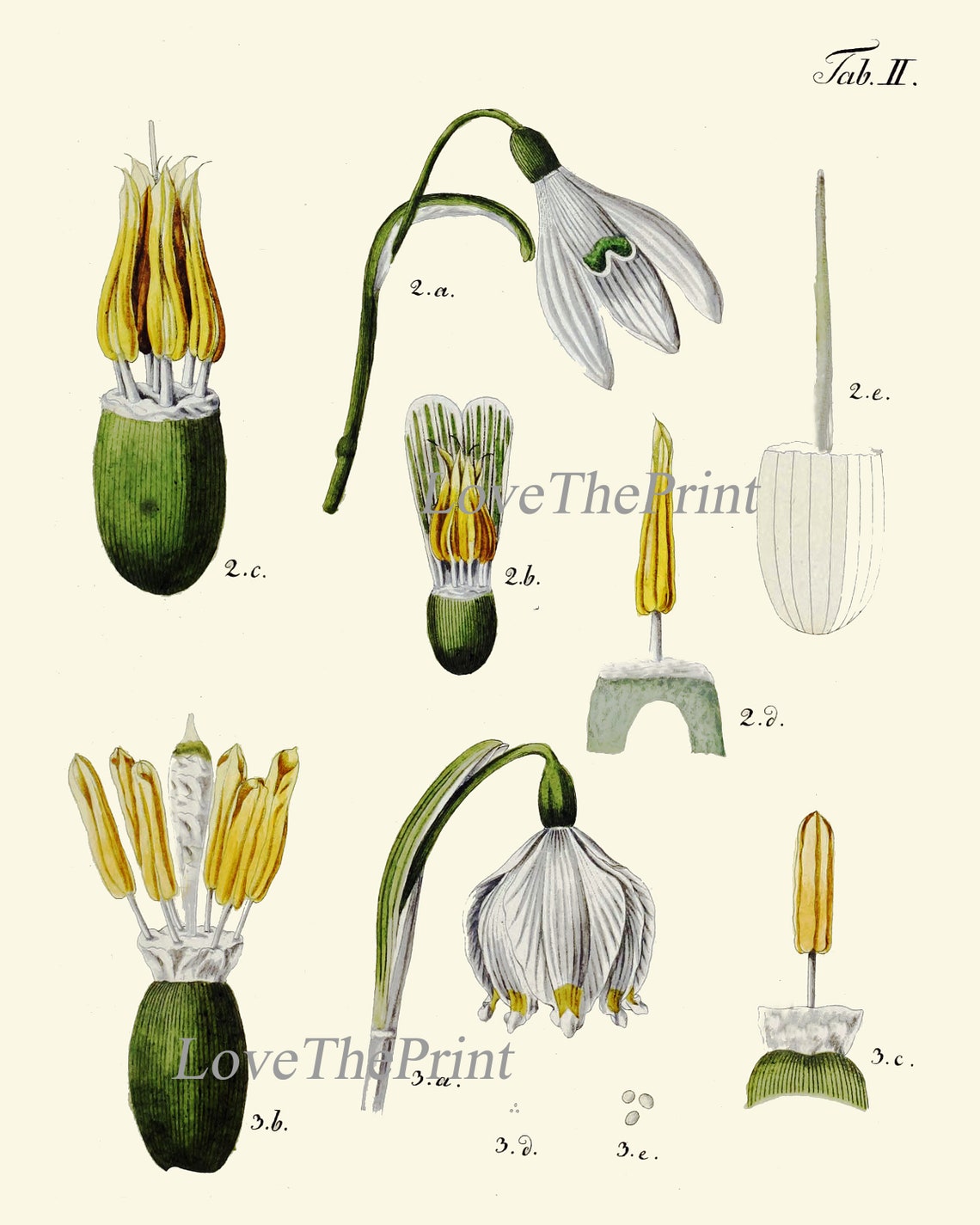 White Flower Chart Botanical Print Set of 4 Prints Beautiful - Etsy