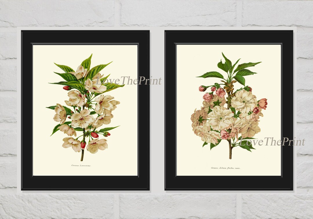 Botanical Print Wall Art Set of 2 Prints Beautiful Antique Blooming ...
