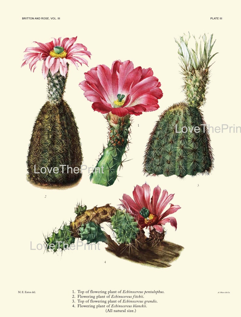 BOTANICAL PRINT CACTUS Art Print 4 Beautiful Blooming Pink | Etsy