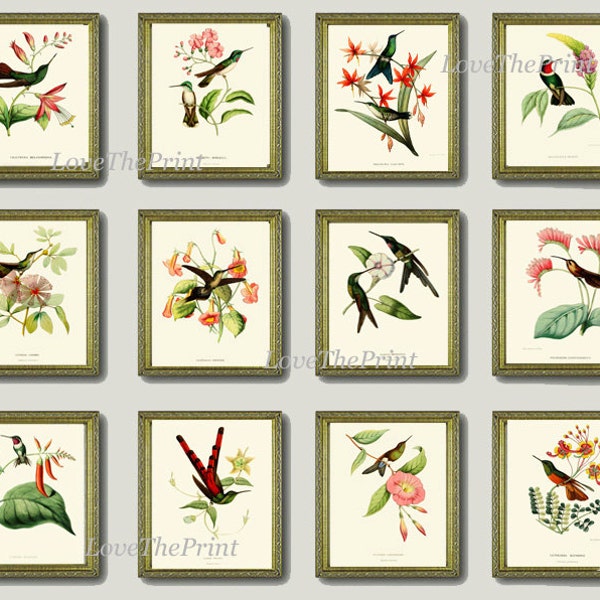 Hummingbird Print - Etsy