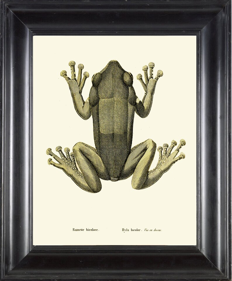 Frog Print Wall Art 5 Beautiful Antique Vintage Black and - Etsy