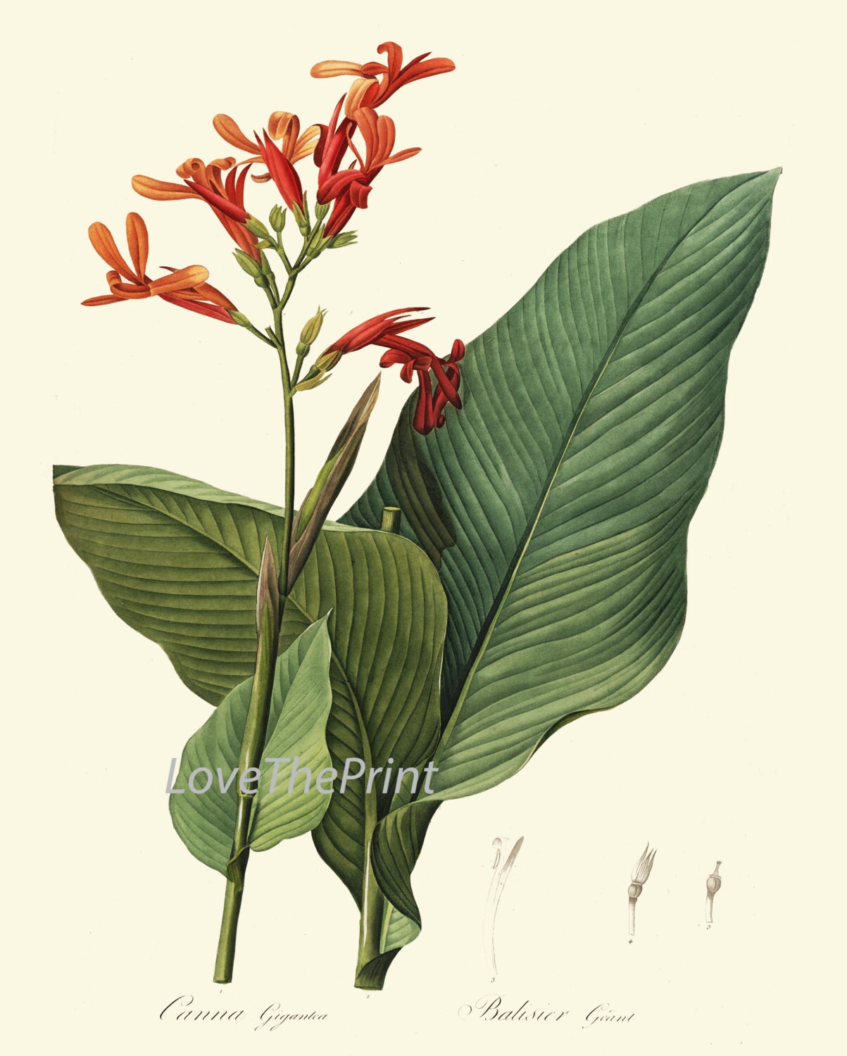 Botanical Tropical Flower Art Print SET of 12 Art Redoute | Etsy