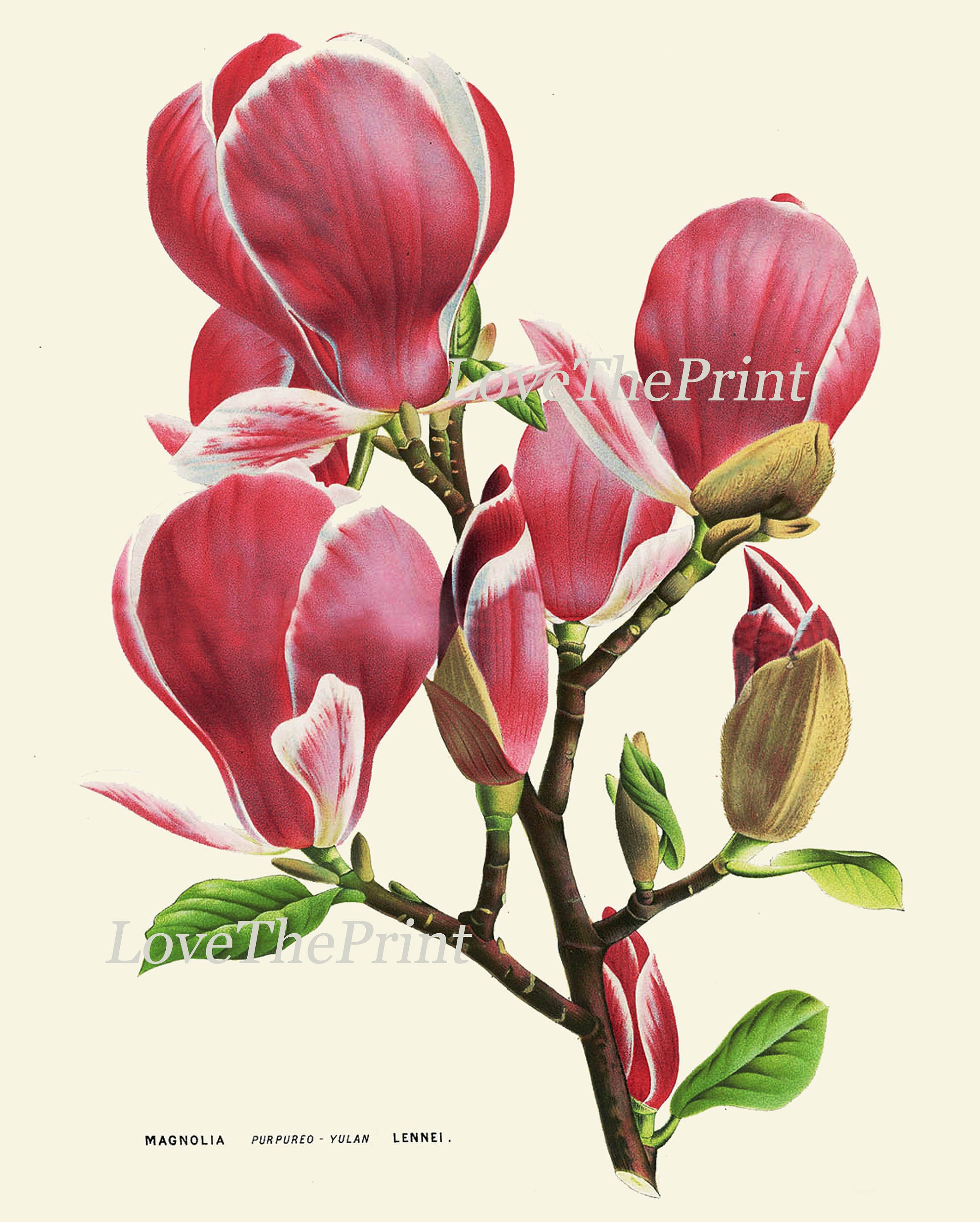 Magnolia Botanical Print Set of 3 Art Prints Antique Beautiful | Etsy