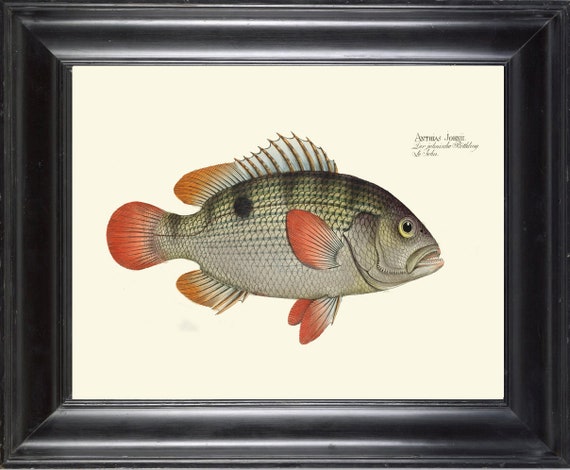 Fish Wall Art Print BL97 Beautiful Antique Grunt Ocean Sea | Etsy