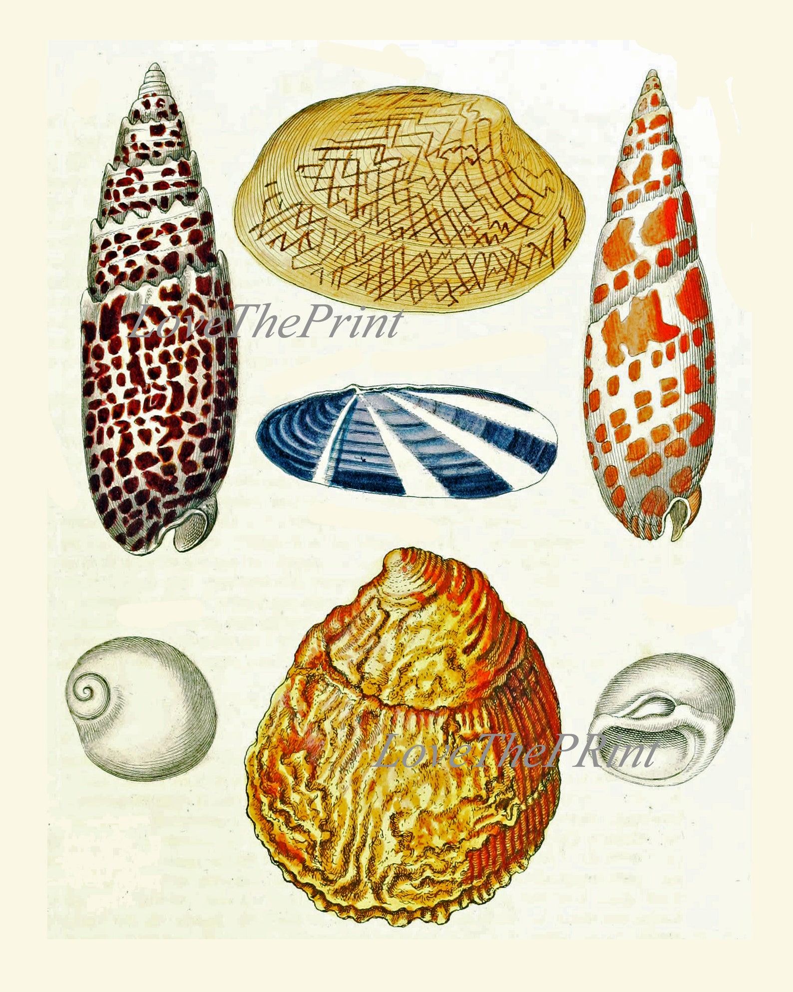 Sea Shells Print Set of 3 Wall Art Prints Antique Beautiful | Etsy