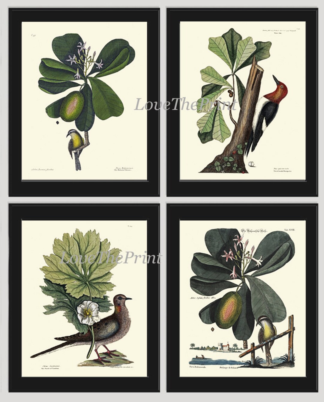 Bird Botanical Print SET of 4 Wall Art Beautiful Antique Birds - Etsy