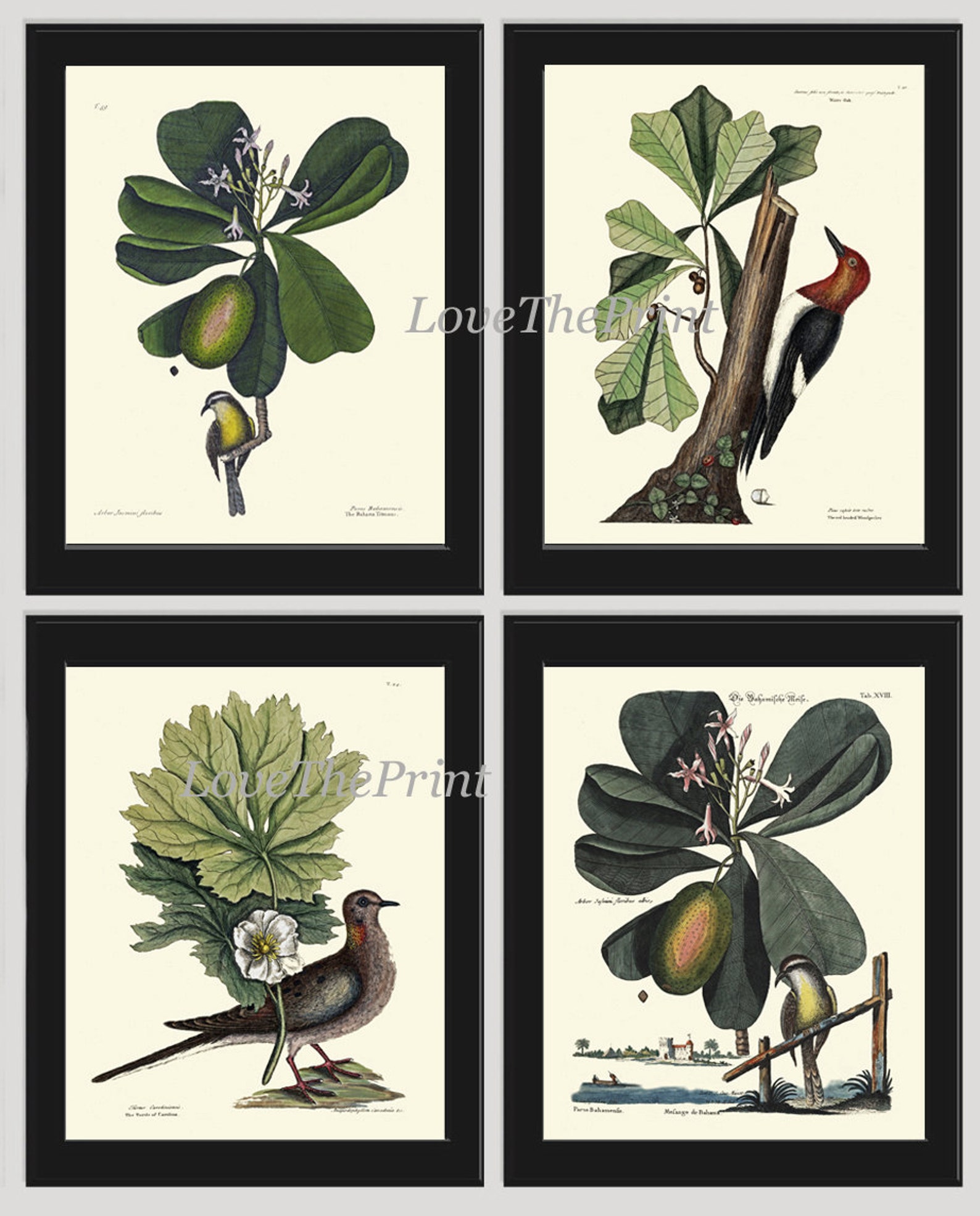 Bird Botanical Print SET of 4 Wall Art Beautiful Antique Birds | Etsy