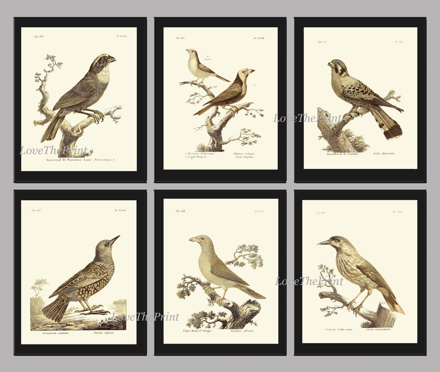 Bird Print SET of 6 Wall Art Beautiful Antique Birds Green | Etsy