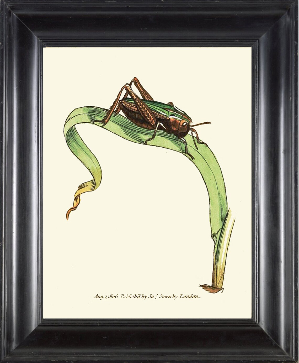 Locust Print Wall Art CL17 Beautiful Insect Antique Vintage | Etsy