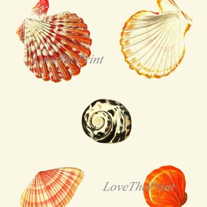 Red Seashell Wall Art Print Set of 6 Prints Beautiful Antique Bathroom ...