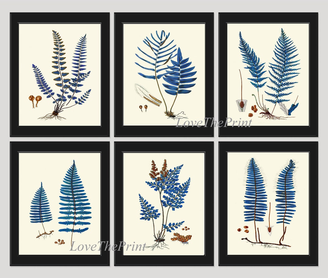 Blue Fern BOTANICAL Print SET of 6 Art Prints Beautiful Indigo Antique ...