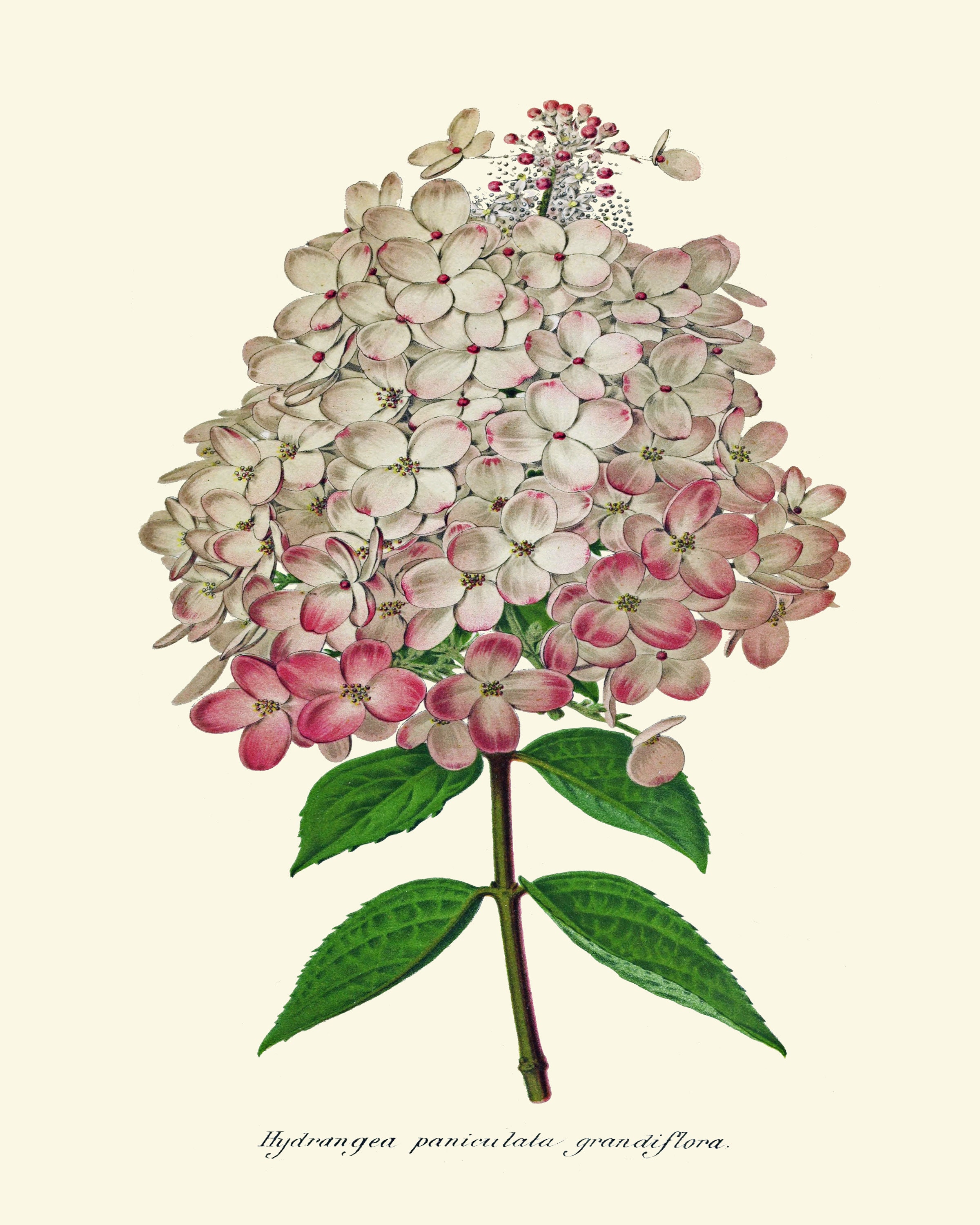 Hydrangea Print Botanical Wall Art Set of 2 Prints Beautiful | Etsy