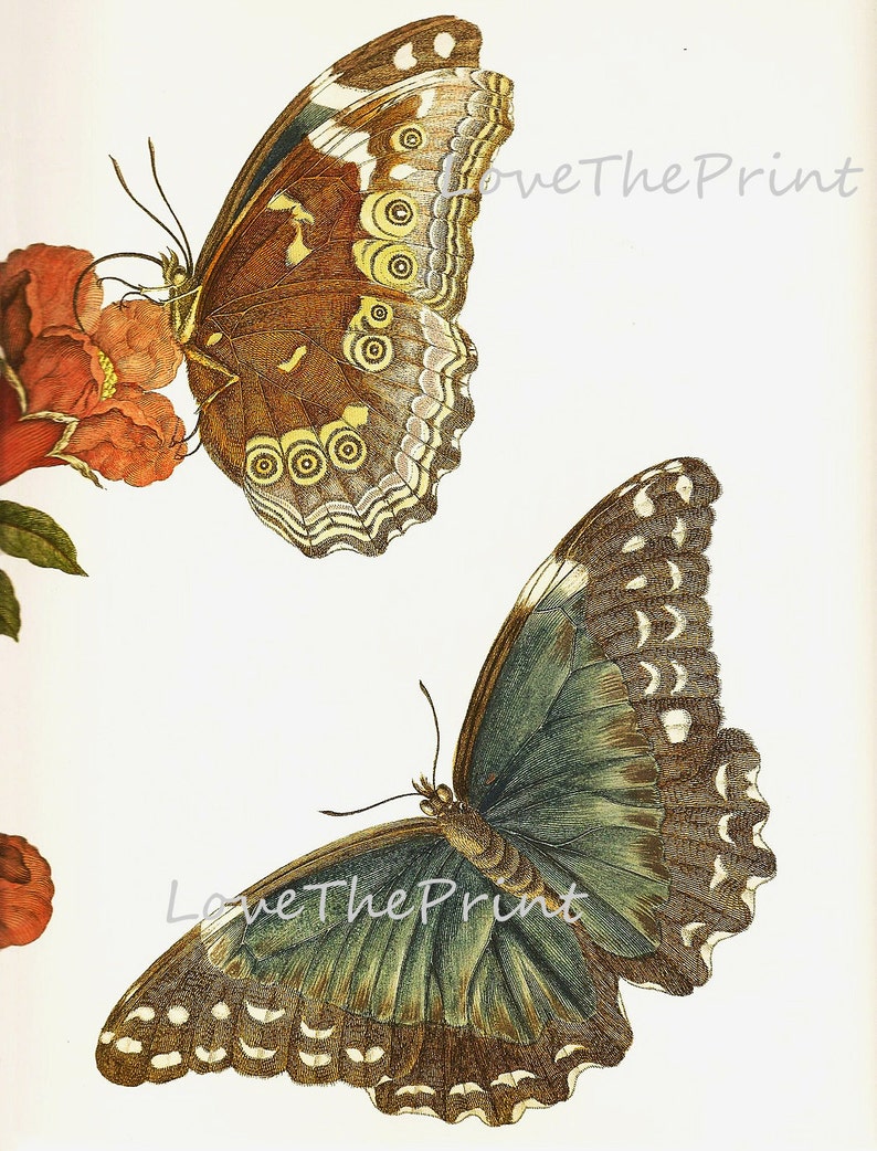 BUTTERFLY PRINT Botanical Art Print 7 Beautiful Antique | Etsy