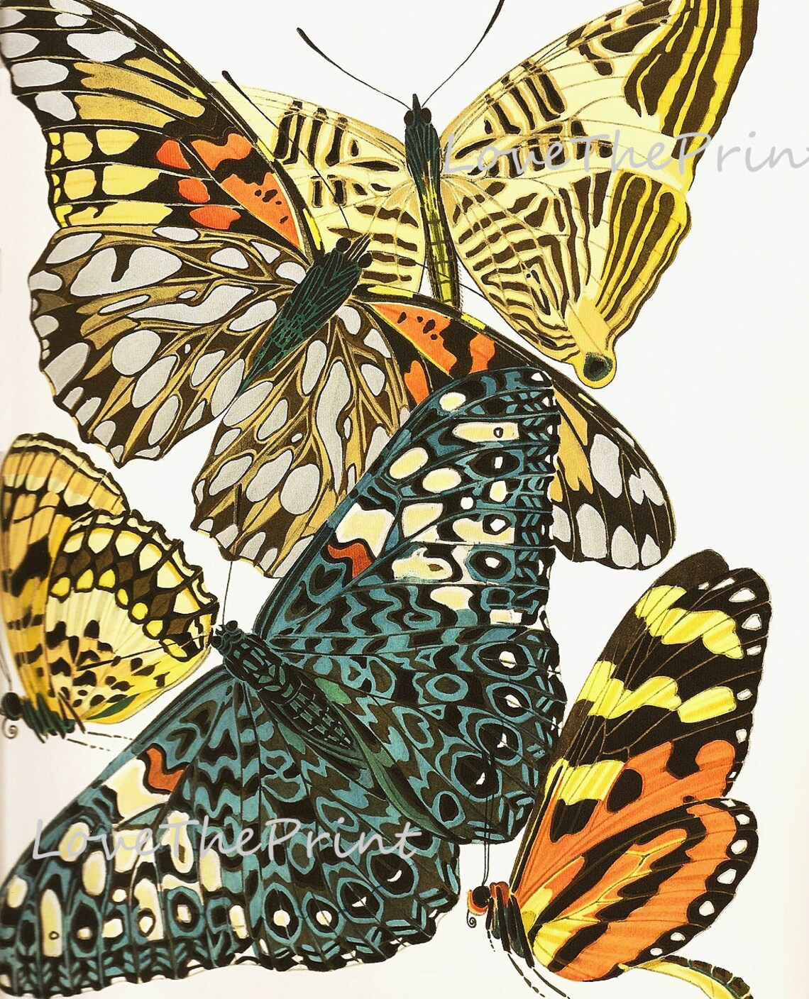 BUTTERFLY PRINT Botanical Art Print 3 Beautiful Antique Large - Etsy