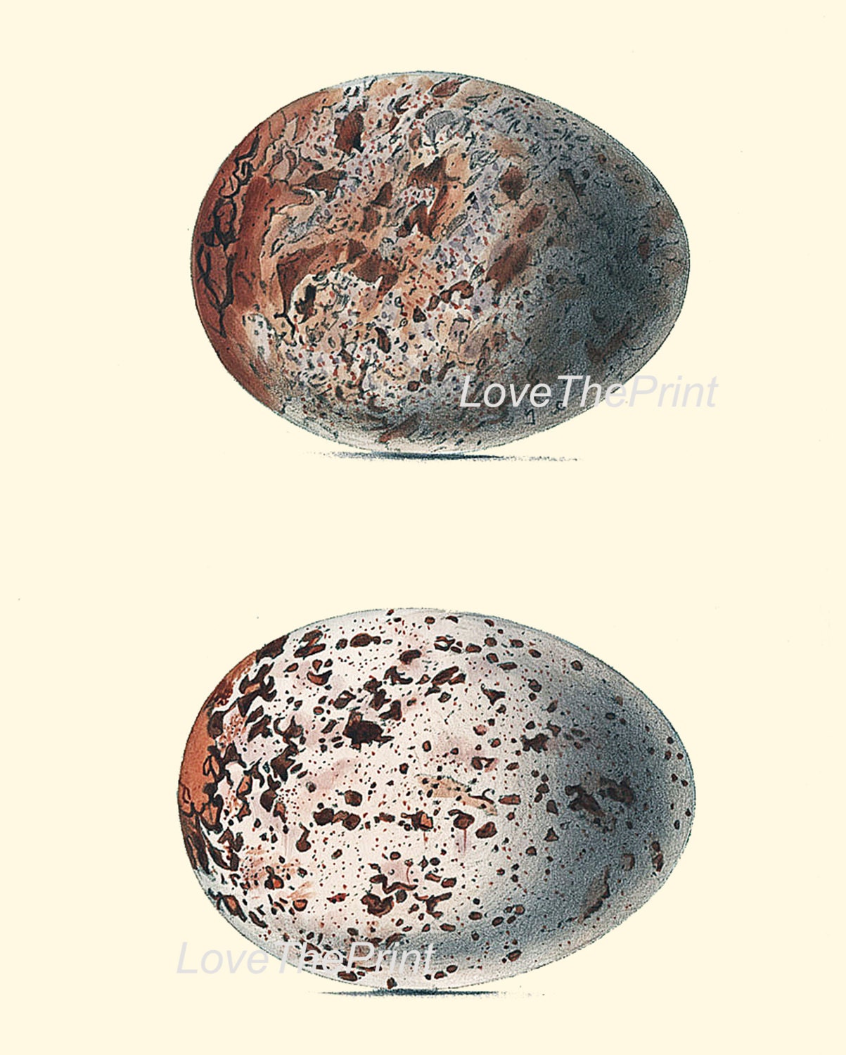 BIRD EGGS PRINT Chapman Art Print 5 Beautiful Bird Eggs of | Etsy